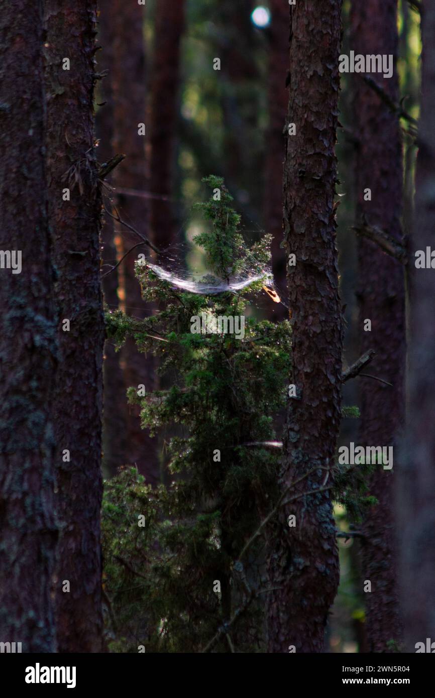 Webbing on a tree in a forest Stock Photo - Alamy