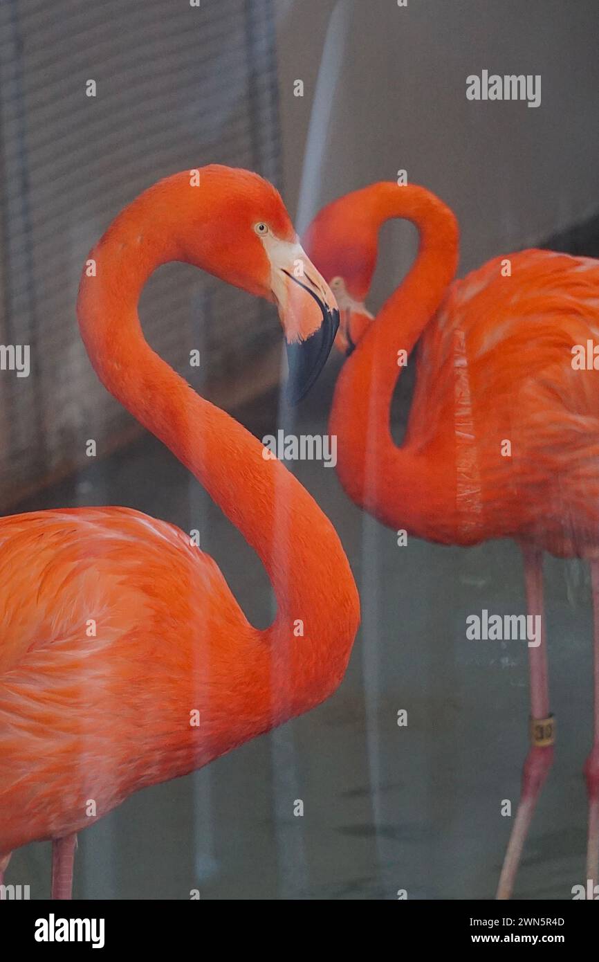 Flamingos in enclosure at zoo, forming heart shape Stock Photo - Alamy