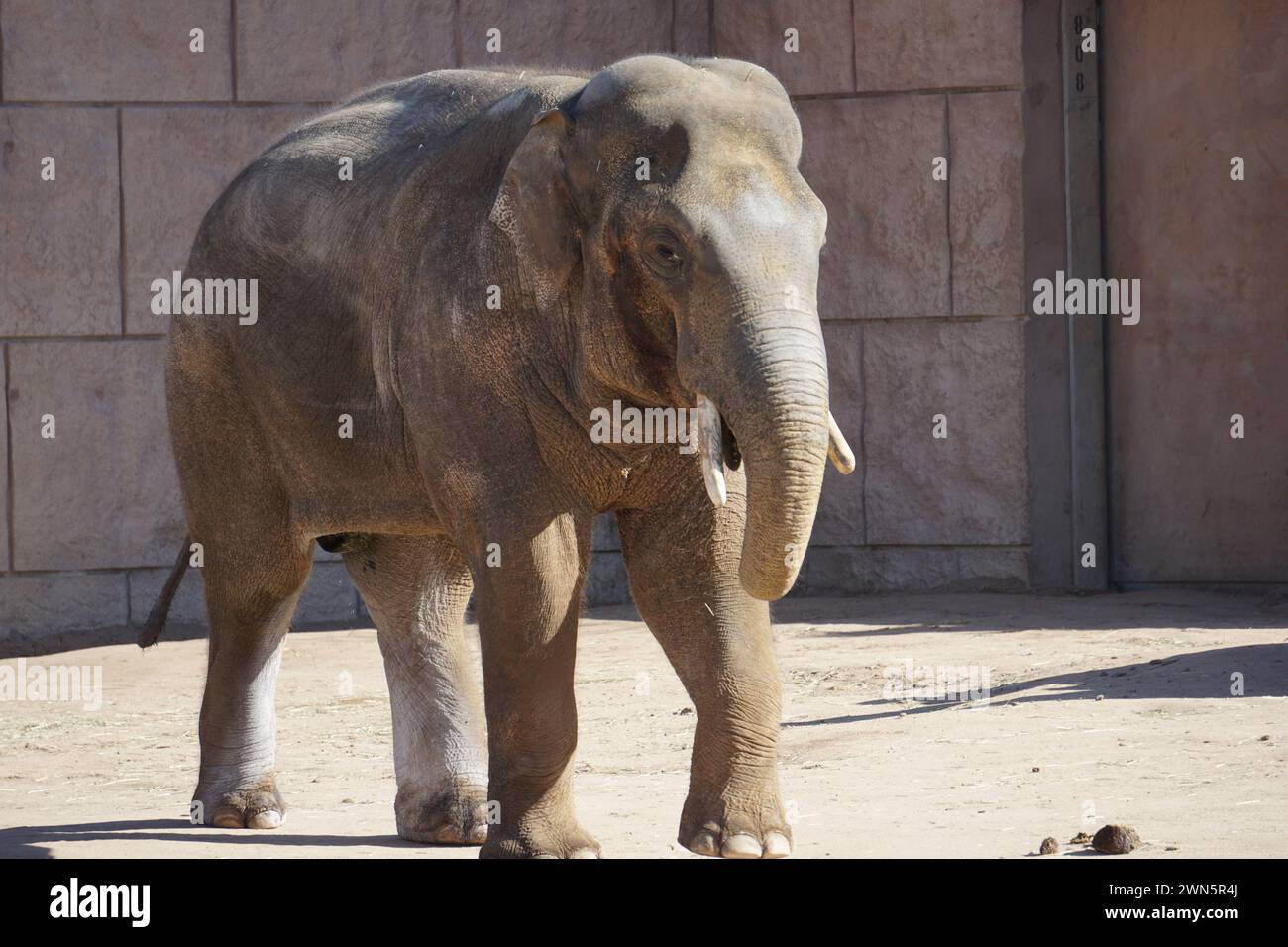 Elephant standing in dusty yard near stone wall and grass Stock Photo ...