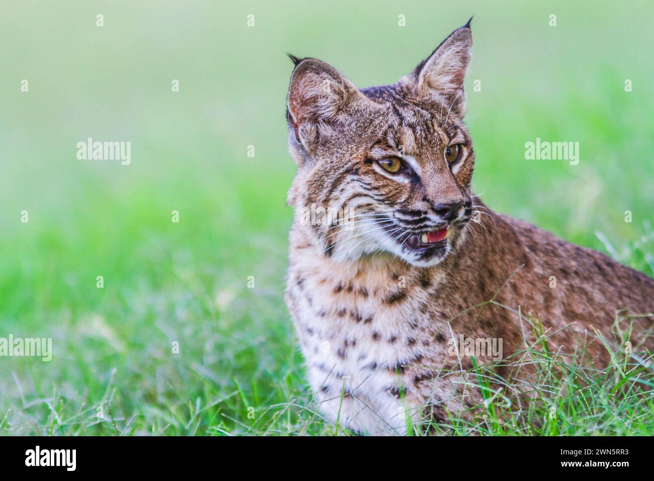 Domesticated Bobcat, Lynx rufus, raised as pet from birth Stock Photo ...