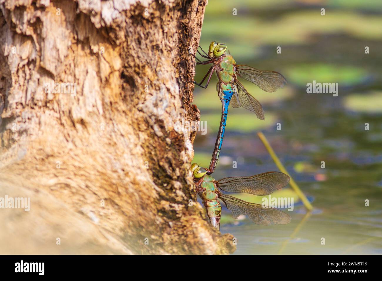 Dragonflies mating at pond in Southwest Texas Stock Photo - Alamy