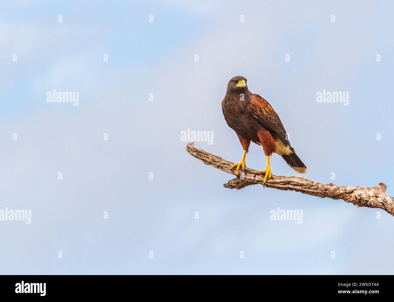 Harris Hawk, Parabuteo unicinctus, in Southwest Texas Stock Photo - Alamy