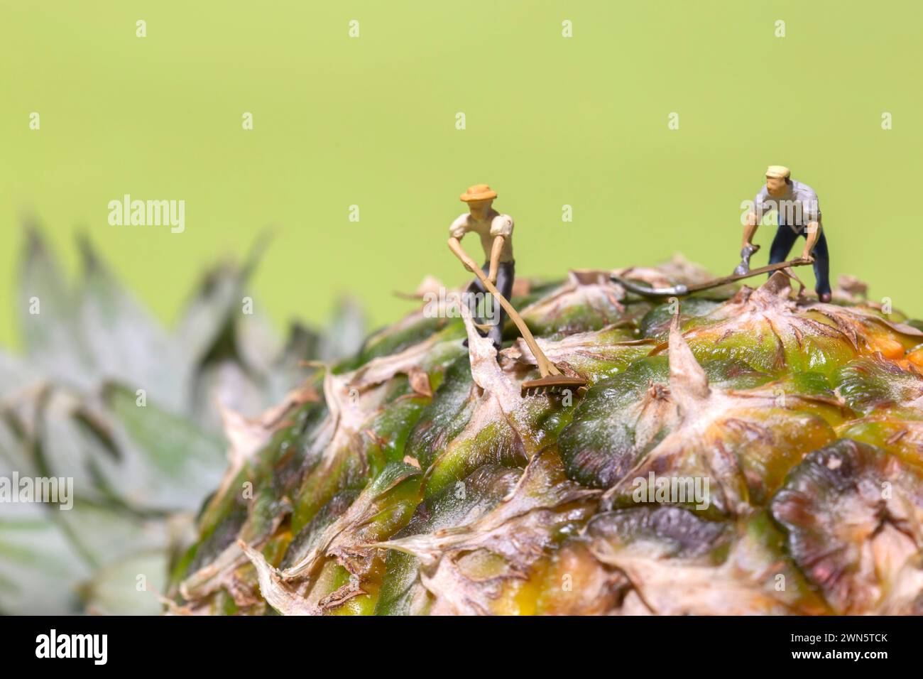 Pineapple with miniature scale model gardeners picking. Workers picking ...