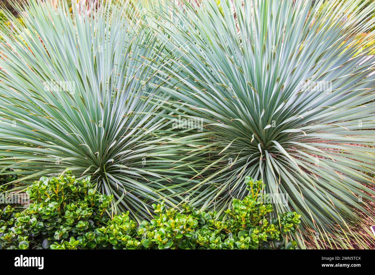 Carissa macrocarpa tuttle hi-res stock photography and images - Alamy