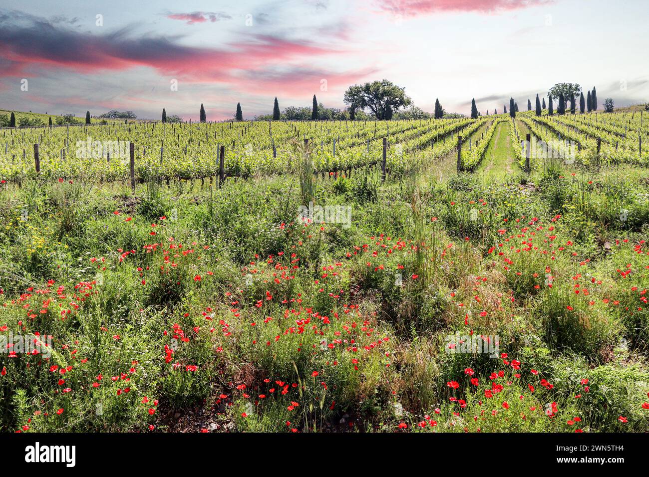 Vineyards with grapevine and hilly tuscan landscape with red poppy ...