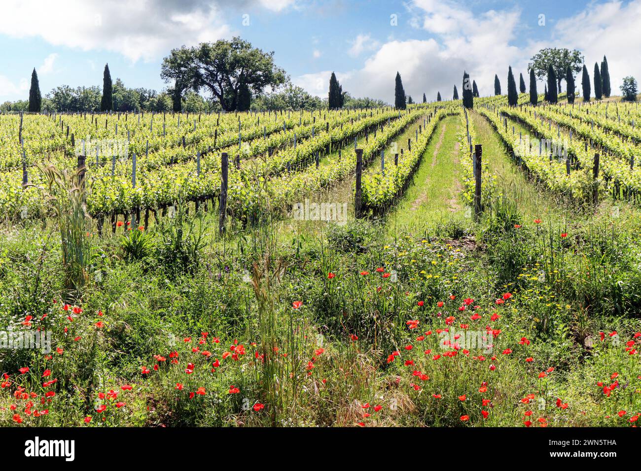 Vineyards with grapevine and hilly tuscan landscape with red poppy ...
