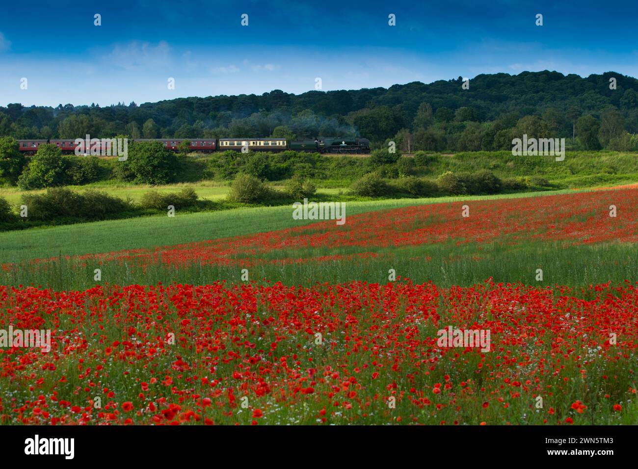 22/06/14 In a true picture of a glorious British summer a steam train ...