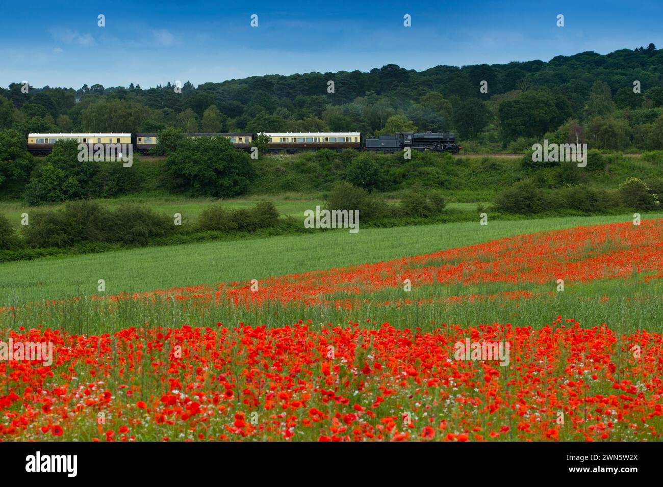 22/06/14 In a true picture of a glorious British summer a steam train ...