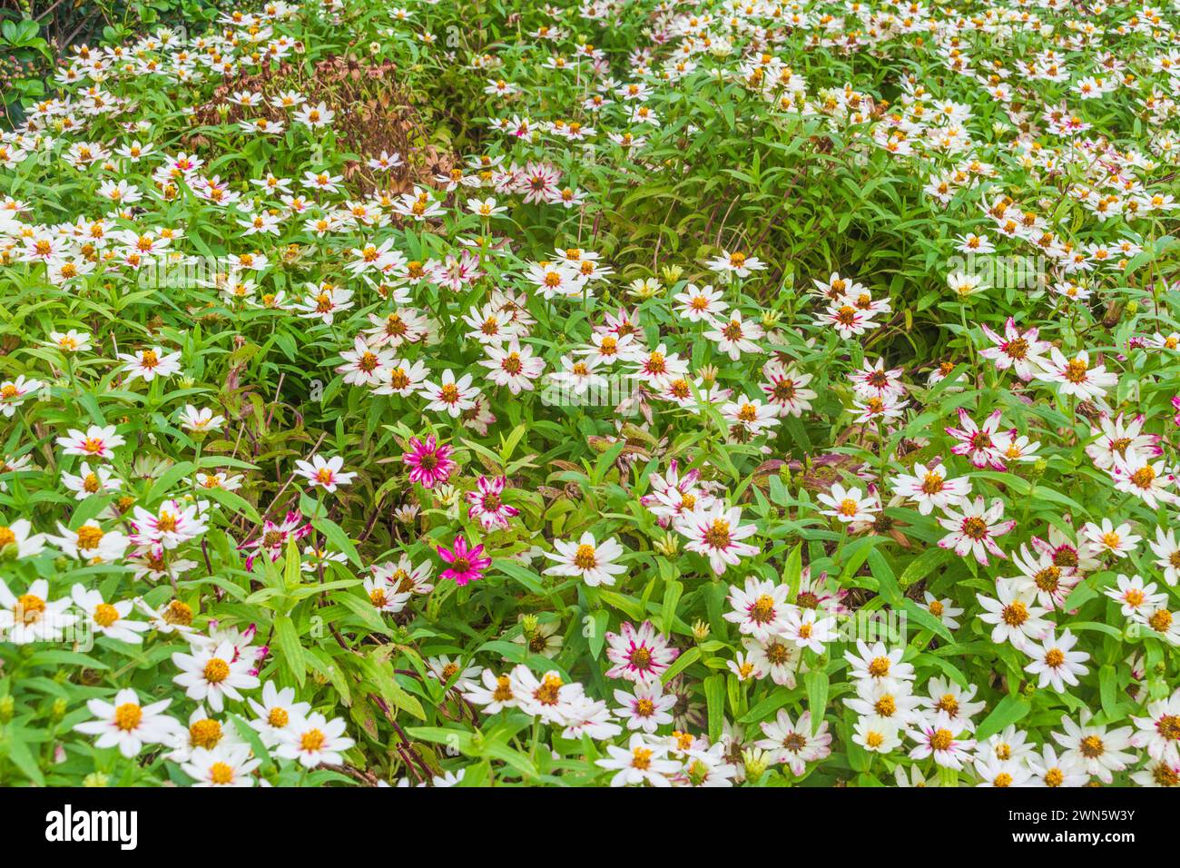 Zinnia x marylandica zahara starlight rose hi-res stock photography and ...