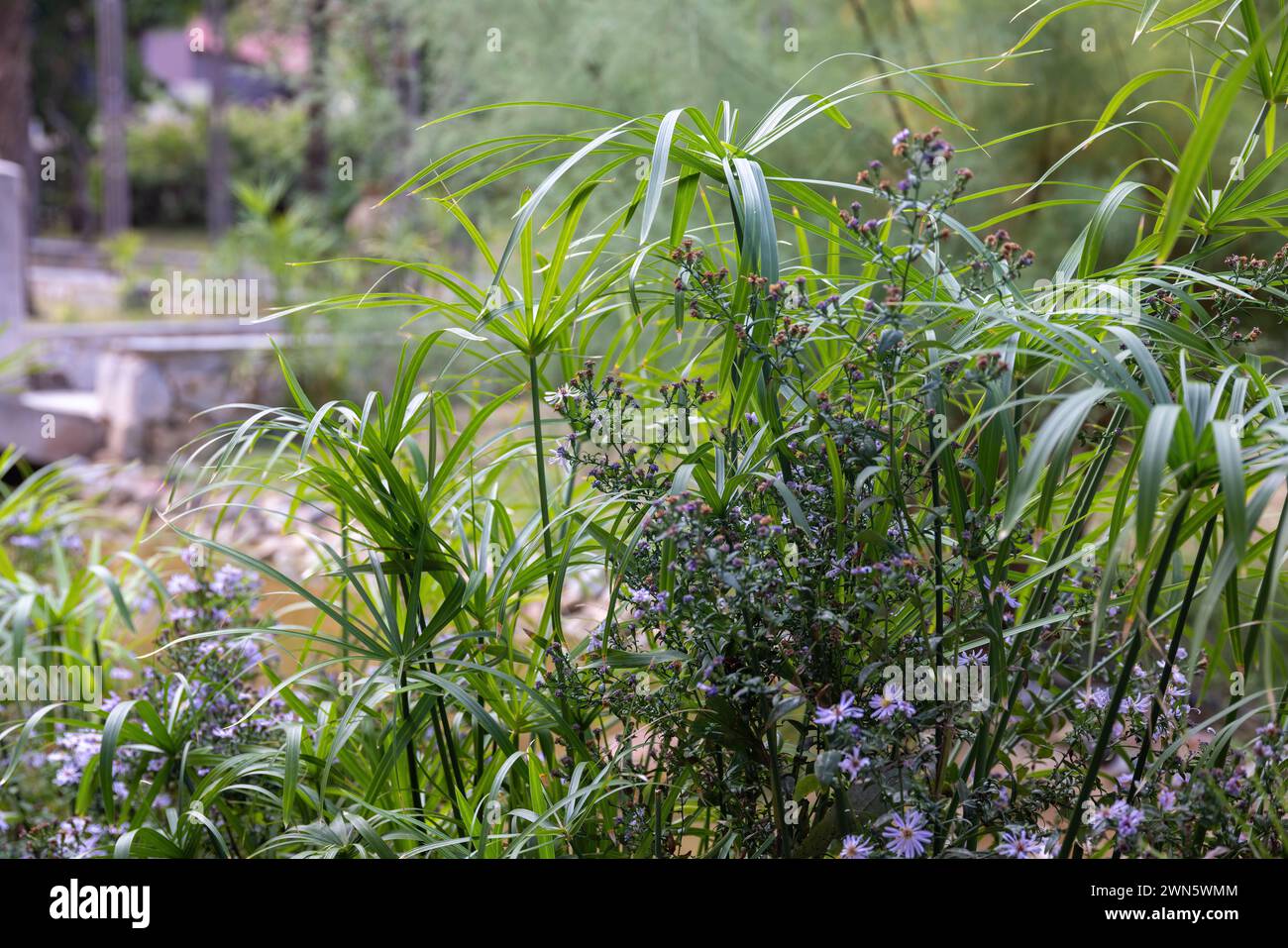 Swamp flowers hi-res stock photography and images - Alamy