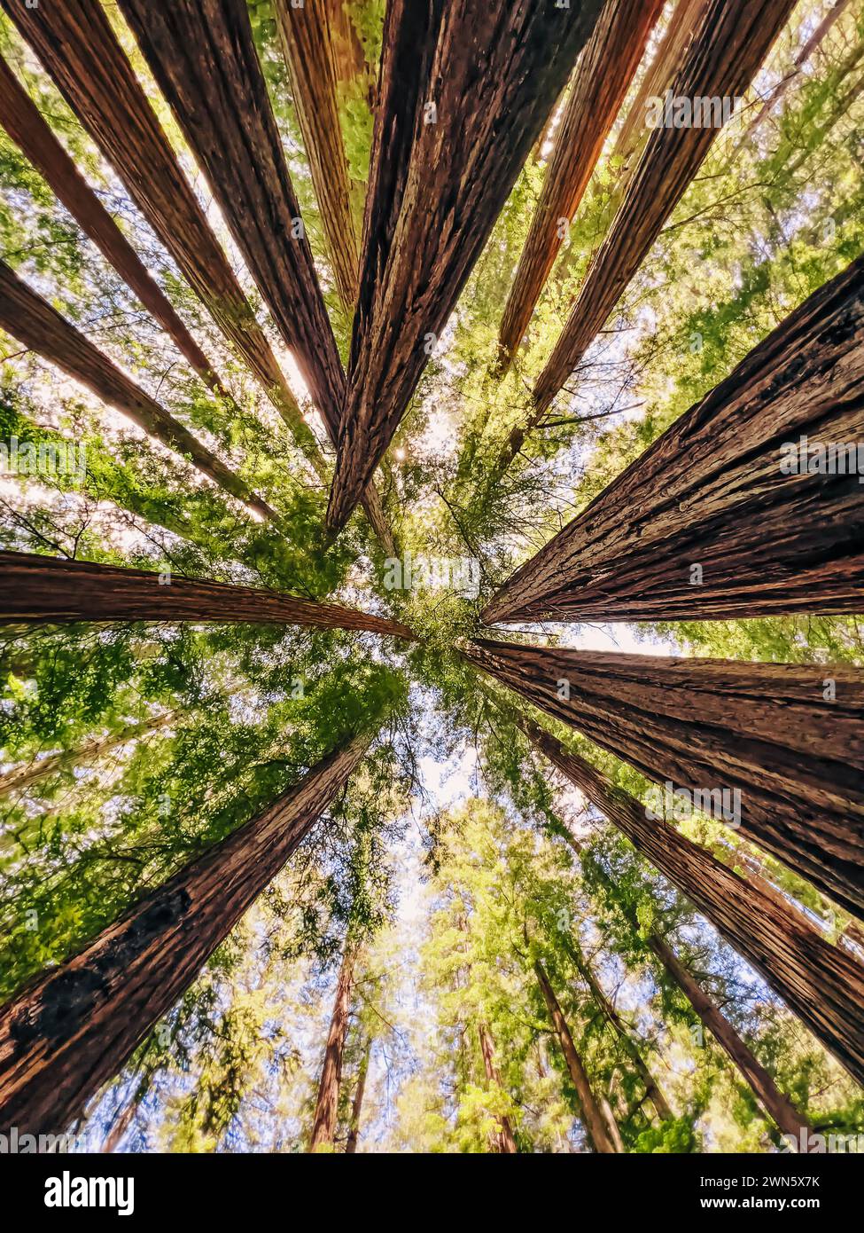 Tall redwood trees from ground hi-res stock photography and images - Alamy