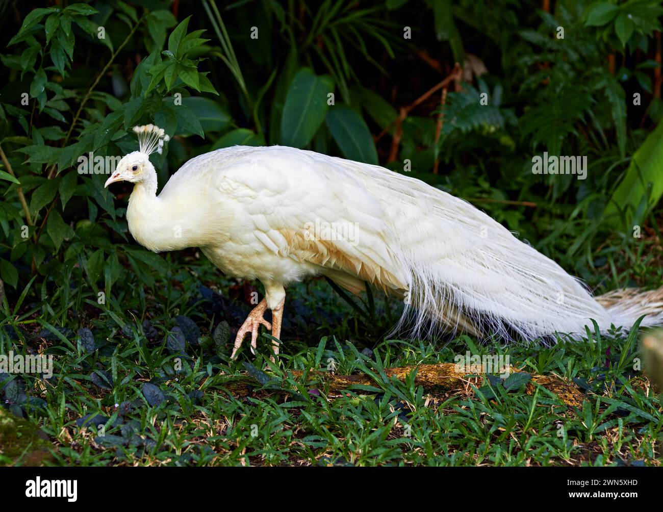 White peacock in nature surrounding, Thailand Stock Photo - Alamy
