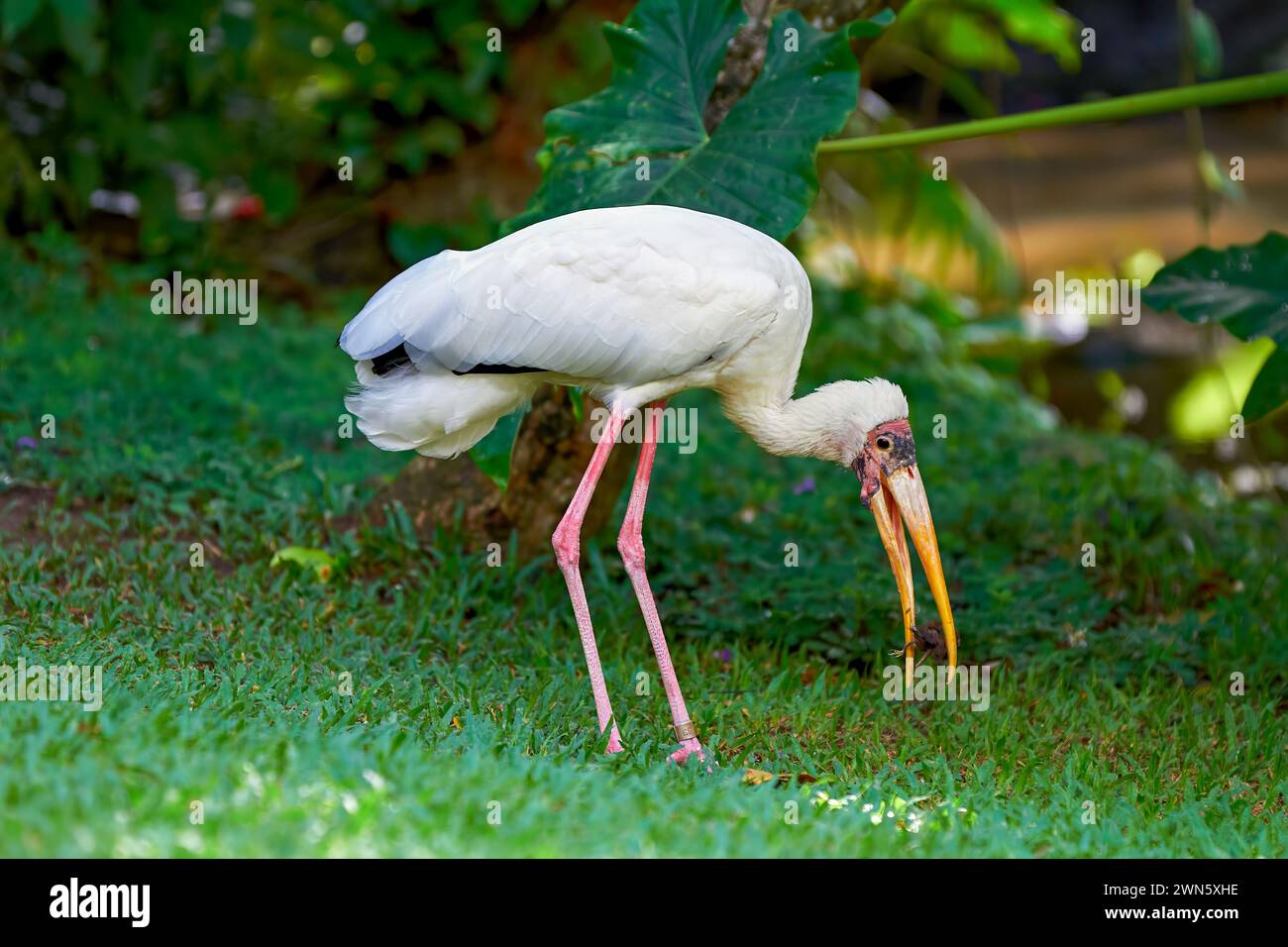Milky Stork (Mycteria cinerea) eating nestling in nature surrounding ...
