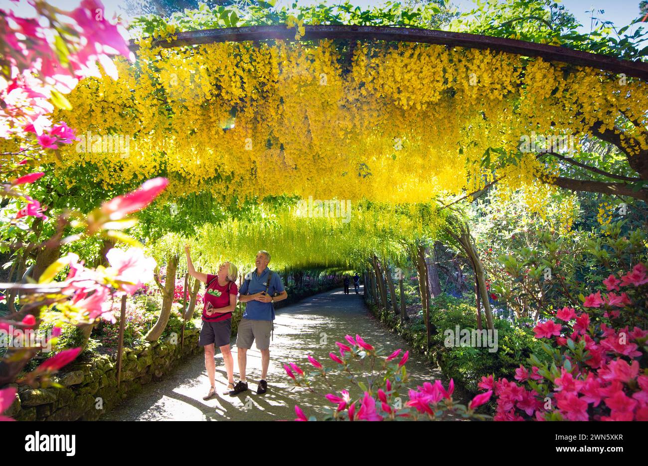 16/05/19 Chris and Val Merrick admire the Laburnum Arch. Mild weather ...