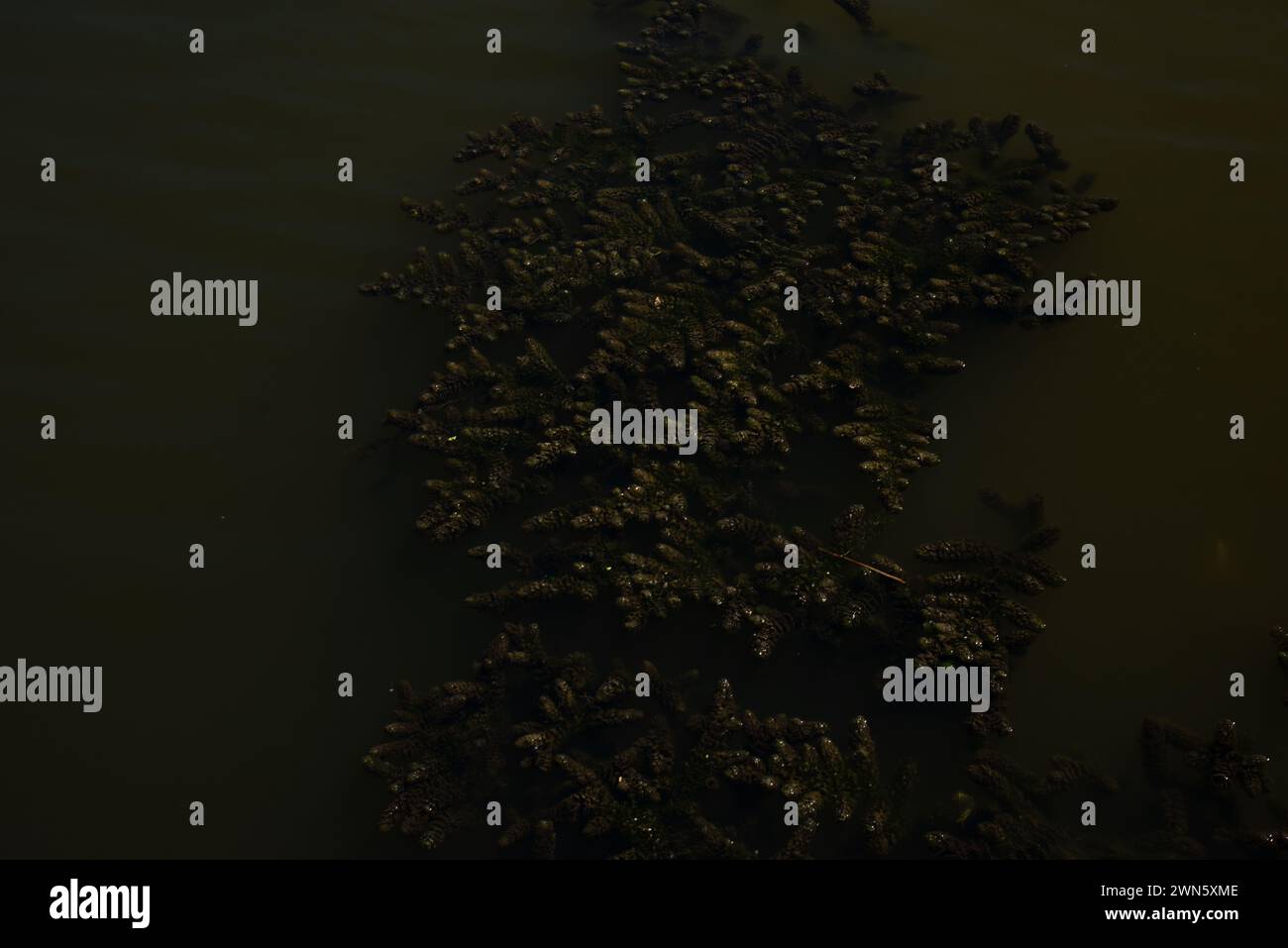 seaweed texture in khaki green top view abstract composition Stock ...