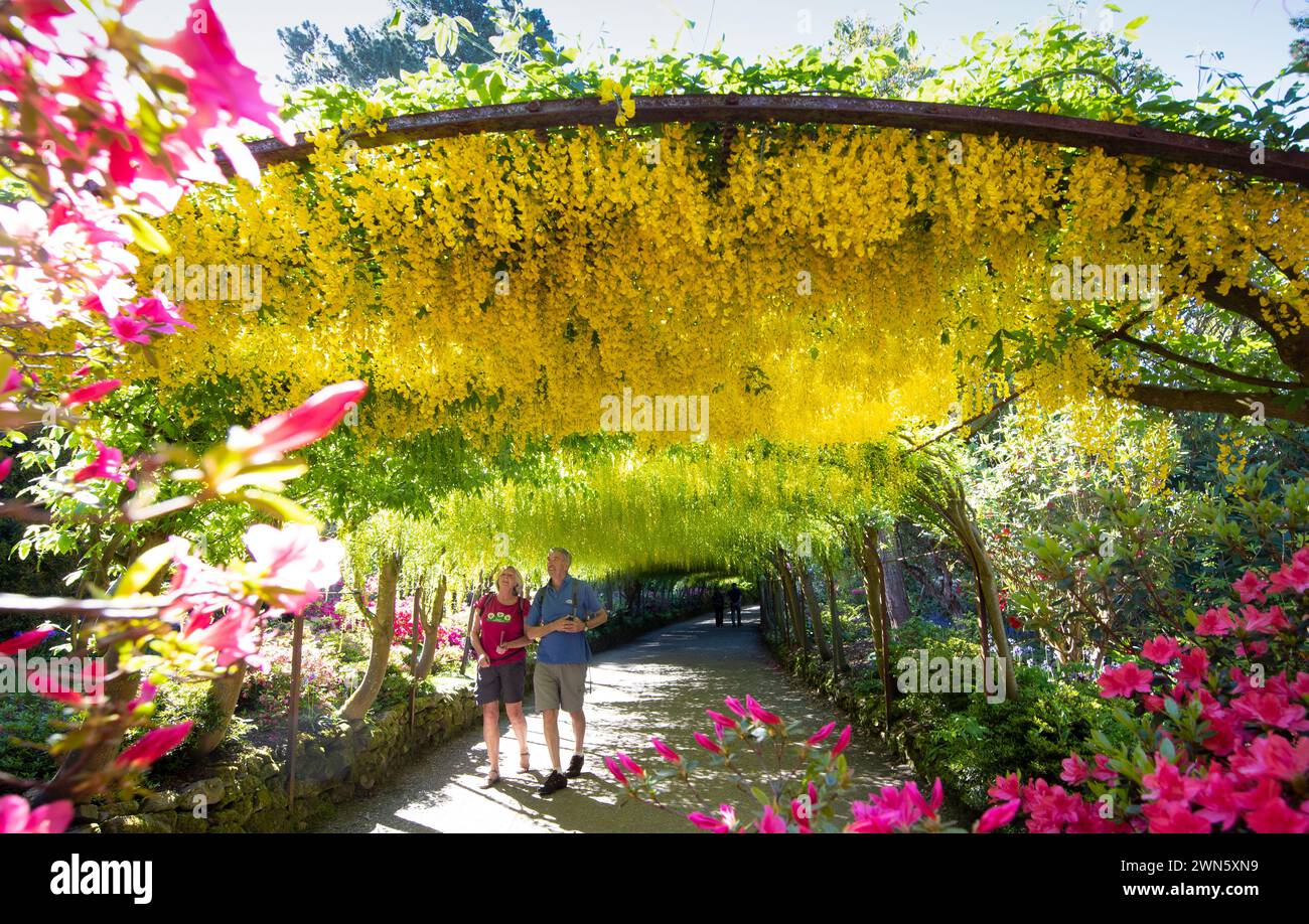 16/05/19 Chris and Val Merrick admire the Laburnum Arch. Mild weather ...