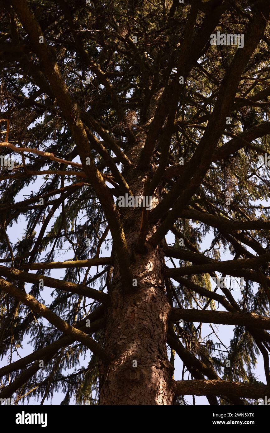 tree branch texture forest background natural Stock Photo - Alamy