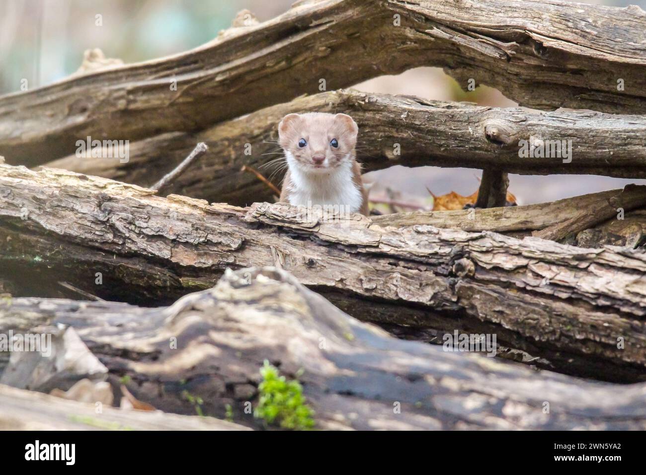 Peek through forest hi-res stock photography and images - Alamy