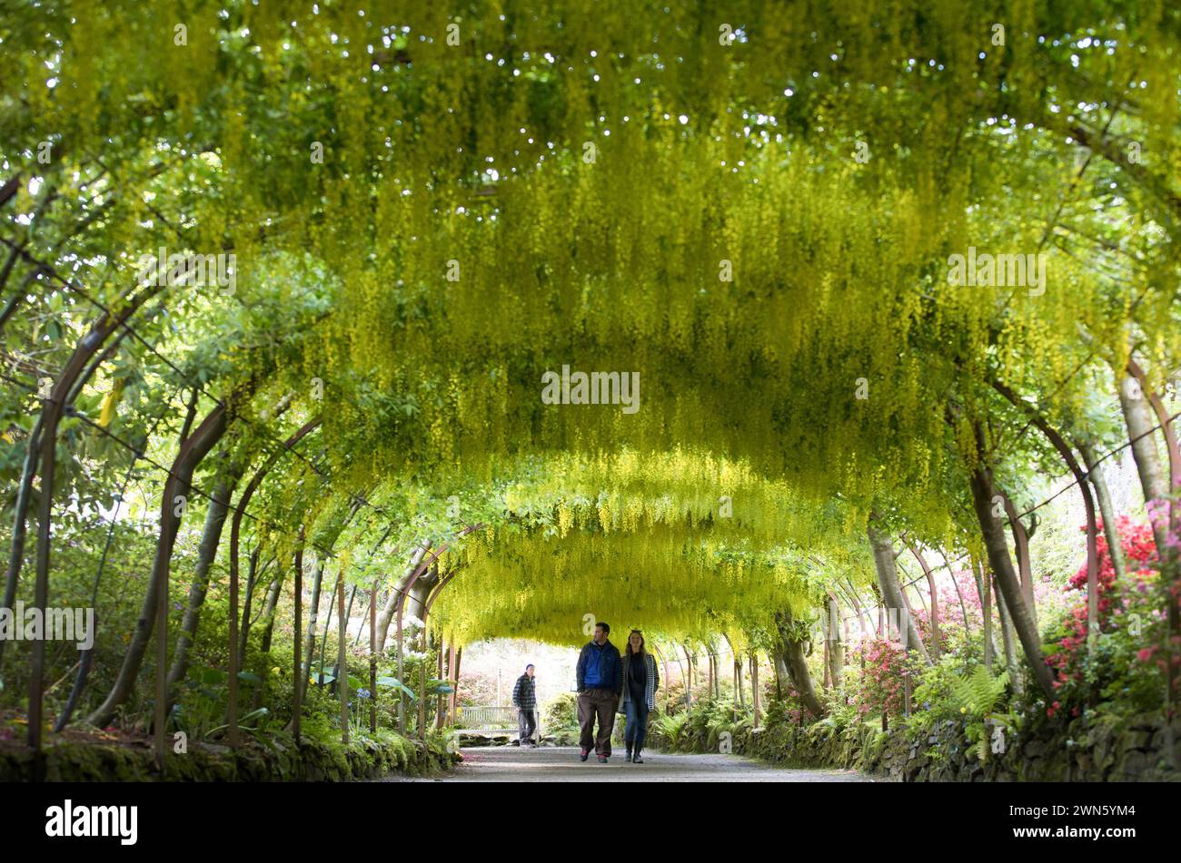 01/06/15 Blooming two weeks later than normal, but just in time to mark ...