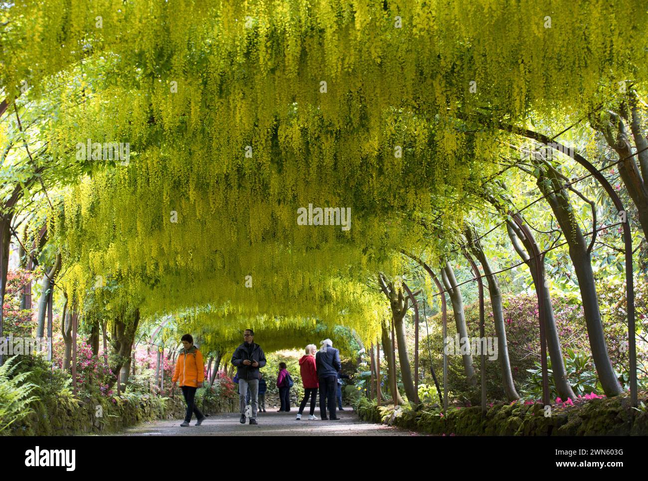 01/06/15 Blooming two weeks later than normal, but just in time to mark ...