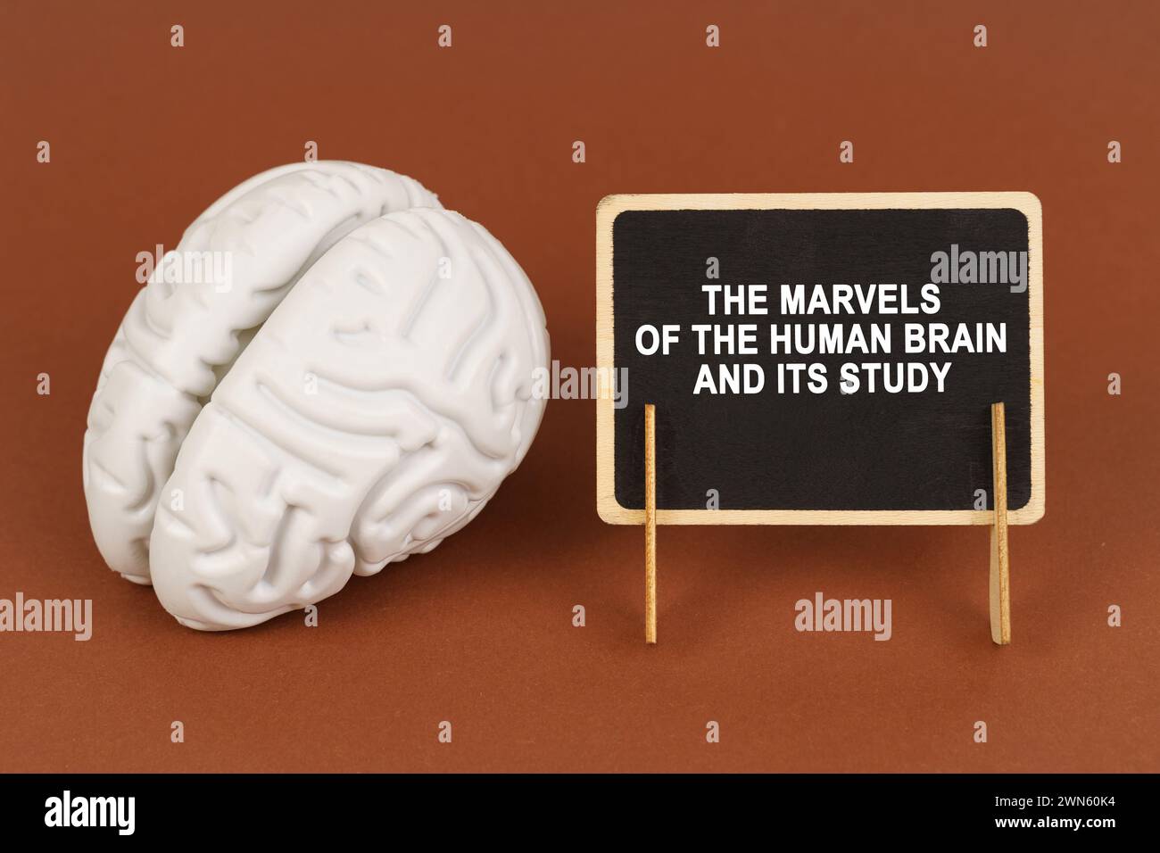 On a brown background, a model of the brain and a sign with the ...