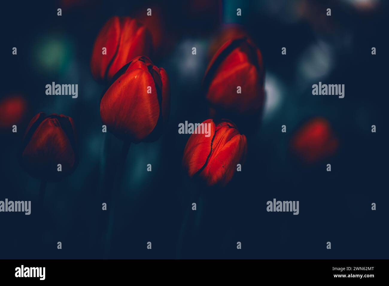 Beautiful scarlet tulips bloom in the summer twilight, a testament to ...