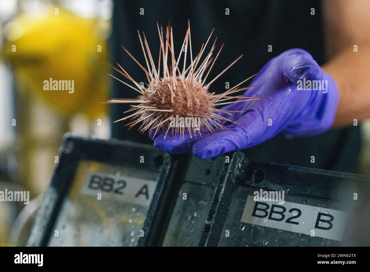 Valparaiso, Chile. 14th Jan, 2024. Strange new species discovered on ...