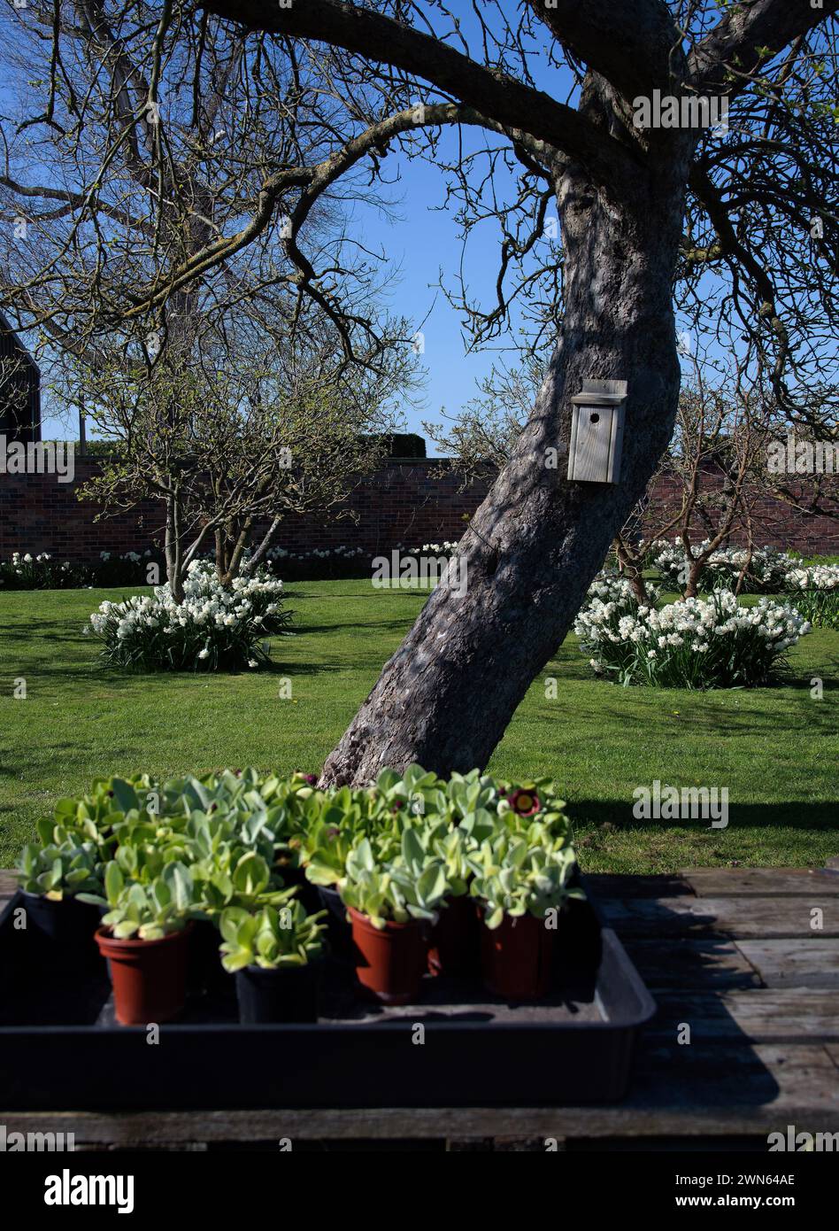 Spring view in the orchard at Mere House Stock Photo - Alamy