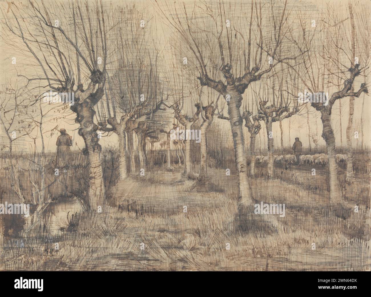 Pollard birches hi-res stock photography and images - Alamy