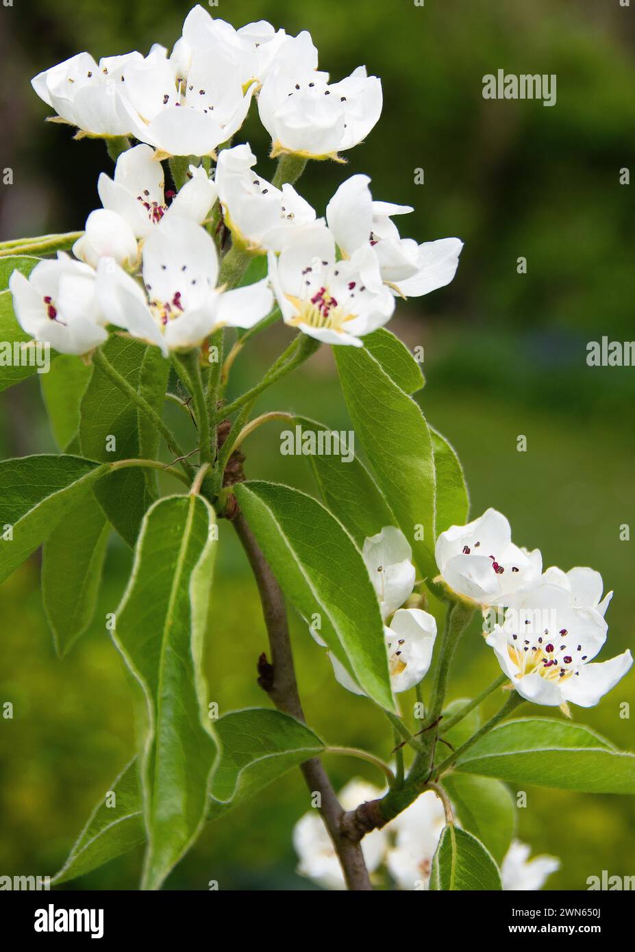 Concorde pear blossom hi-res stock photography and images - Alamy