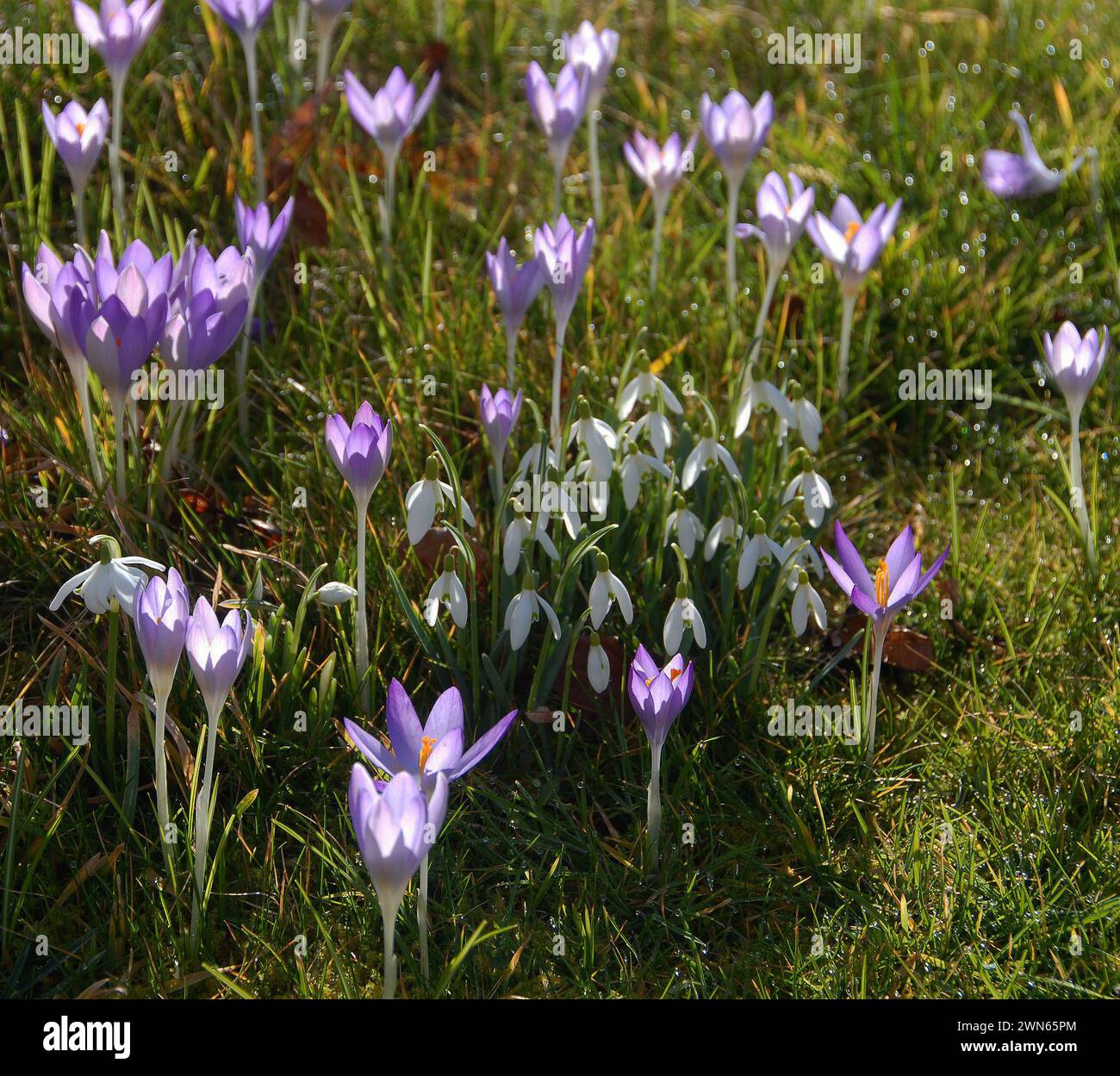 Plant for naturalising hi-res stock photography and images - Alamy