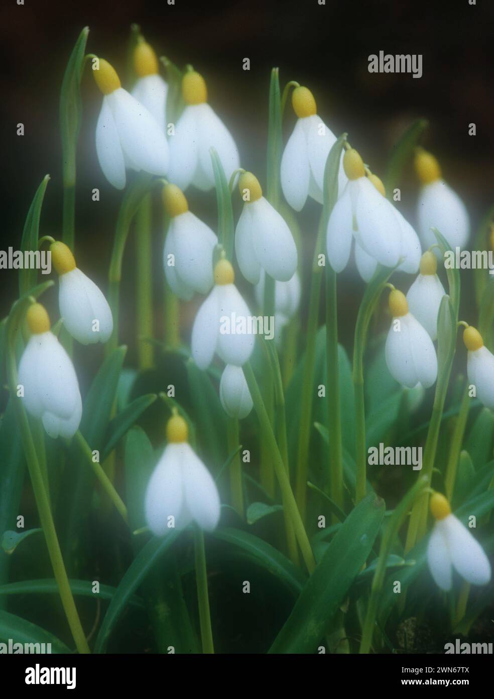 Galanthus lutea is a striking yellow-capped snowdrop also known as the ...