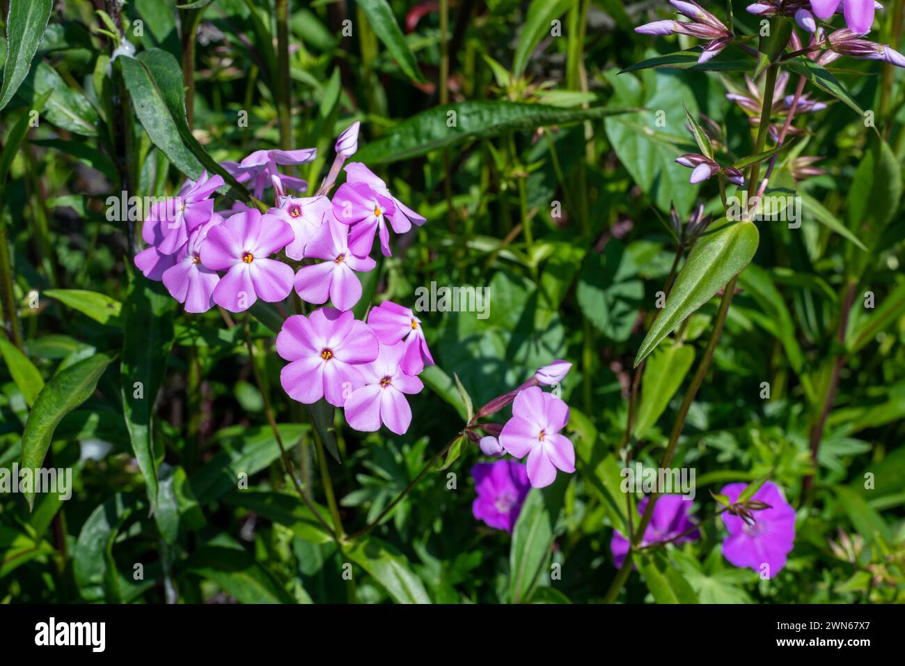 Close up of pink garden phlox (phlox paniculata) flowers in bloom Stock ...