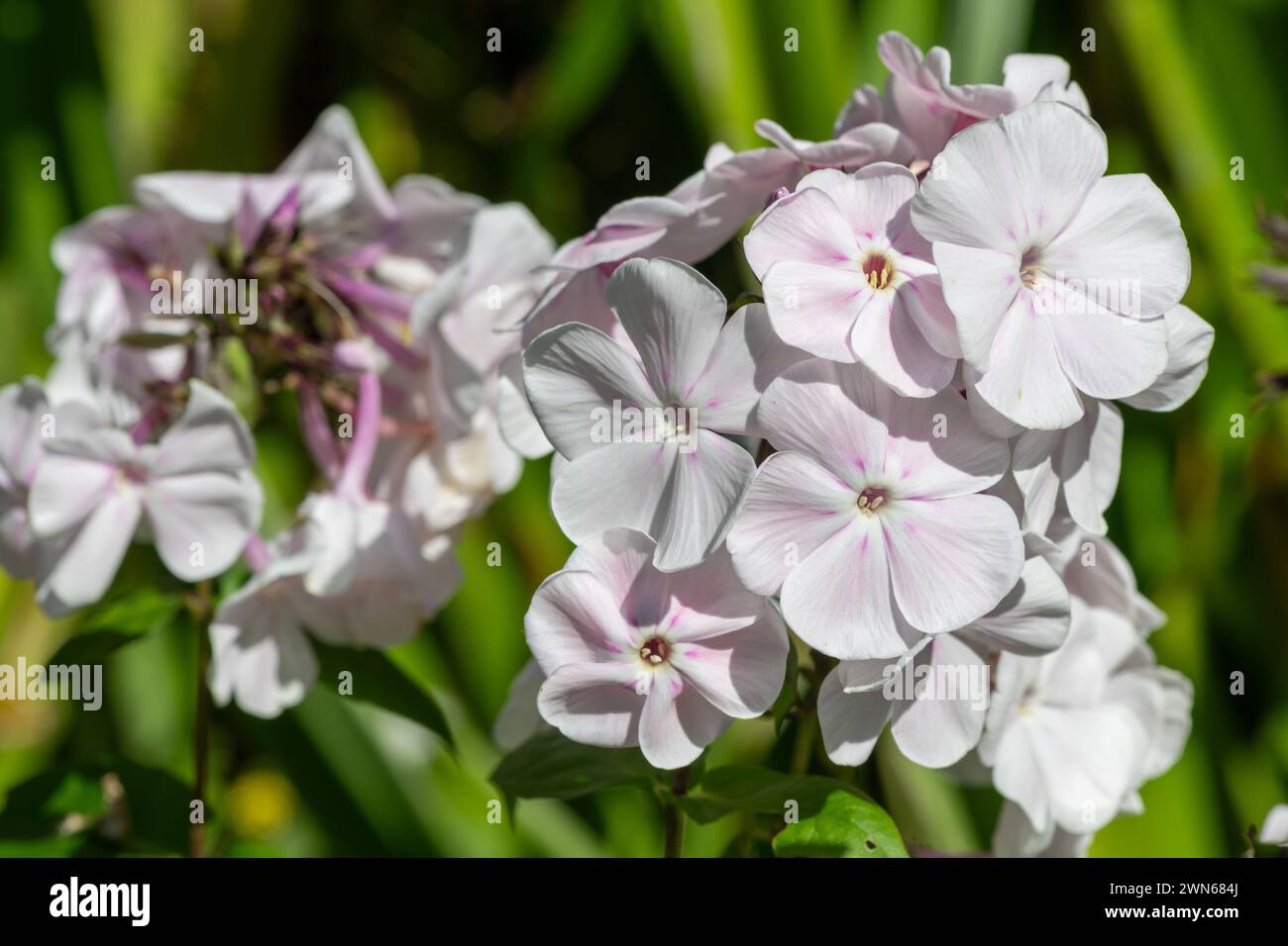 Close up of white garden phlox (phlox paniculata) flowers in bloom ...