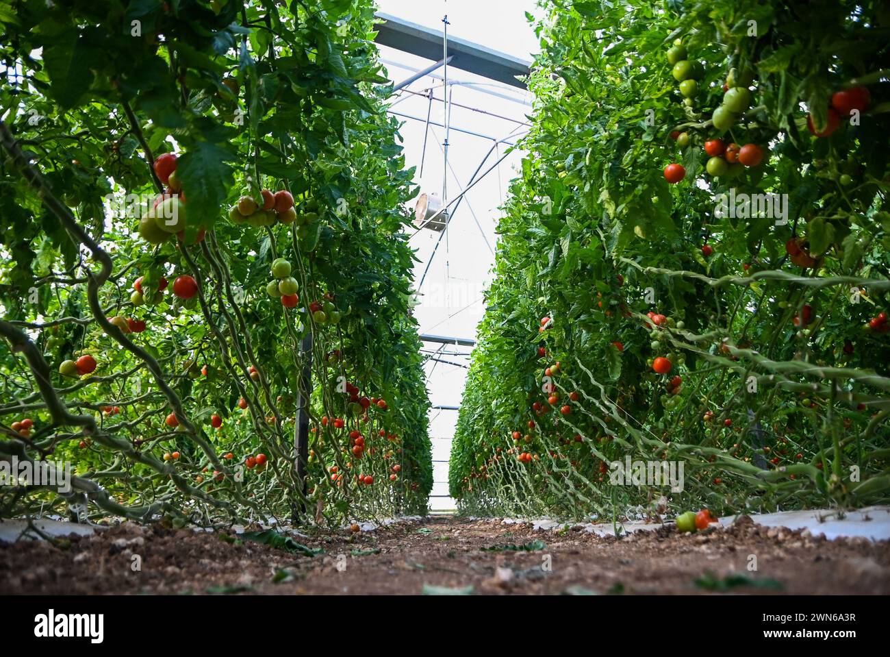 Mgarr, Malta. 29th Feb, 2024. Photo taken on Feb. 26, 2024 shows ...