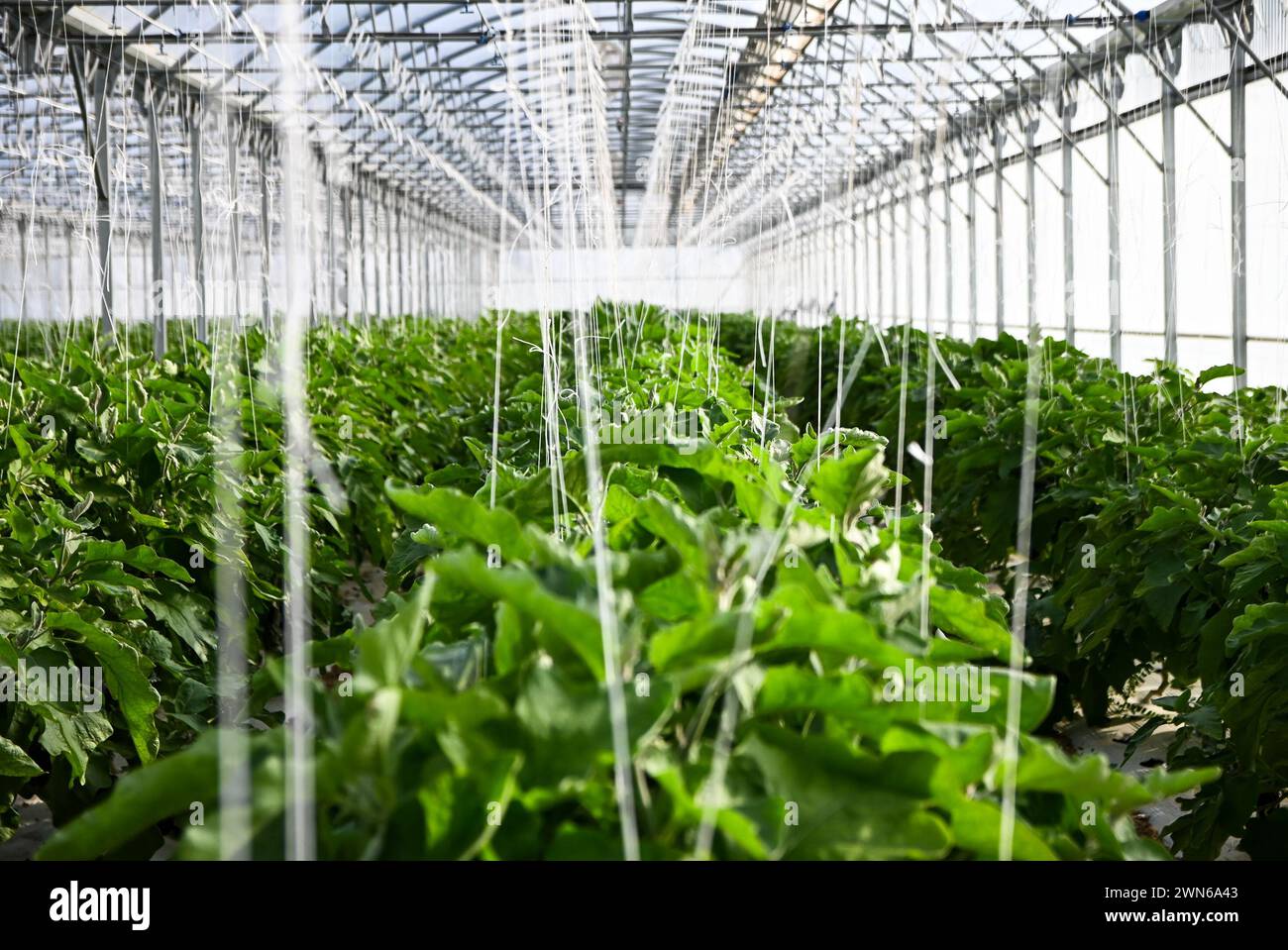 Mgarr, Malta. 29th Feb, 2024. Photo taken on Feb. 26, 2024 shows farmer ...