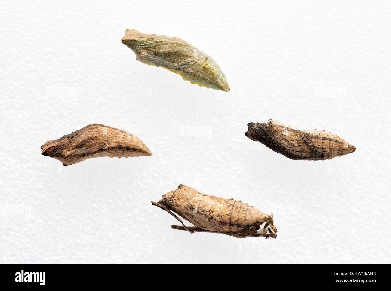 Macro of Oregon swallowtail (Papilio machaon oregonius) butterfly ...