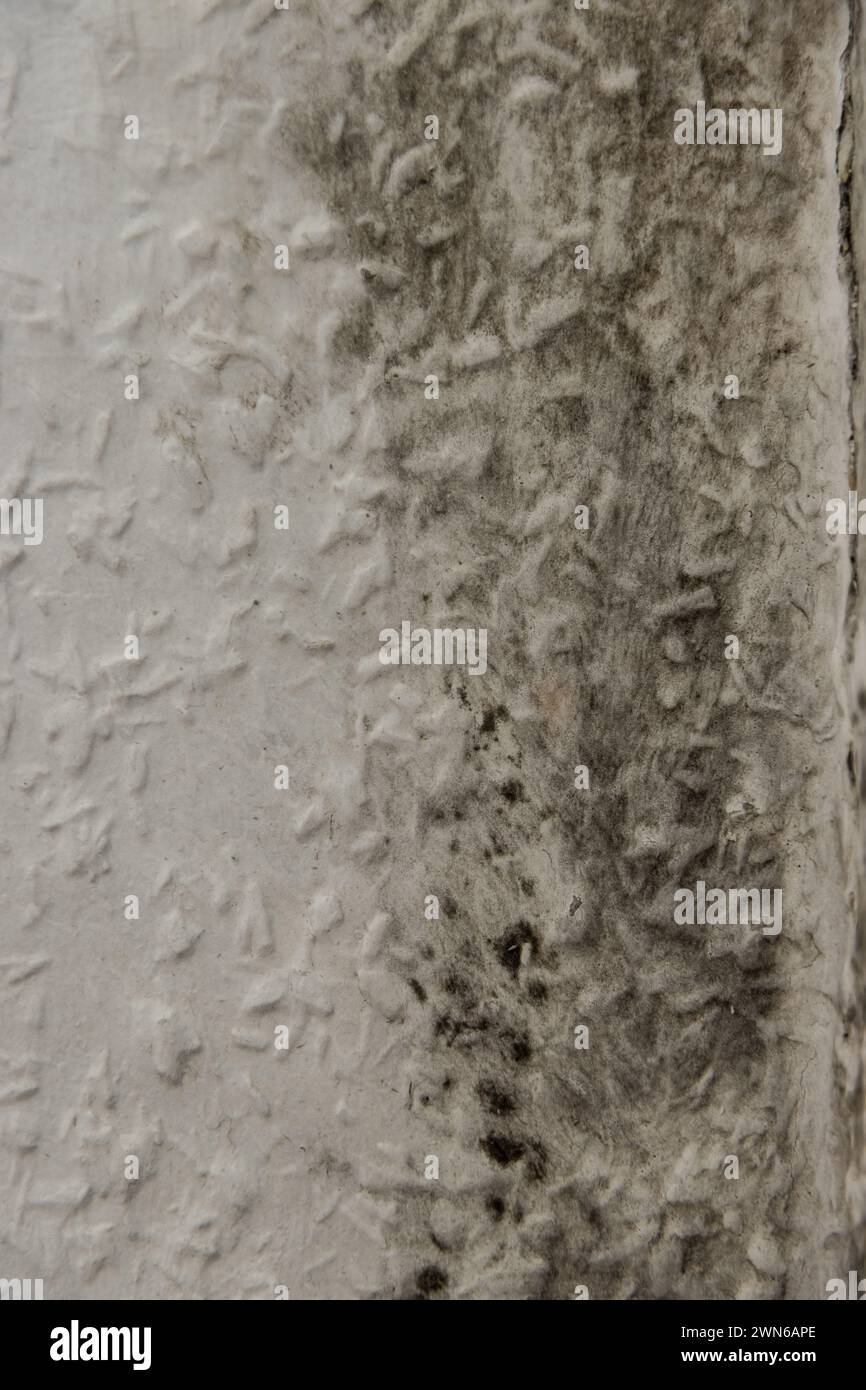 Dust fungus hi-res stock photography and images - Alamy