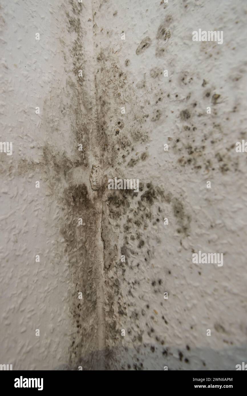 Dust fungus hi-res stock photography and images - Alamy