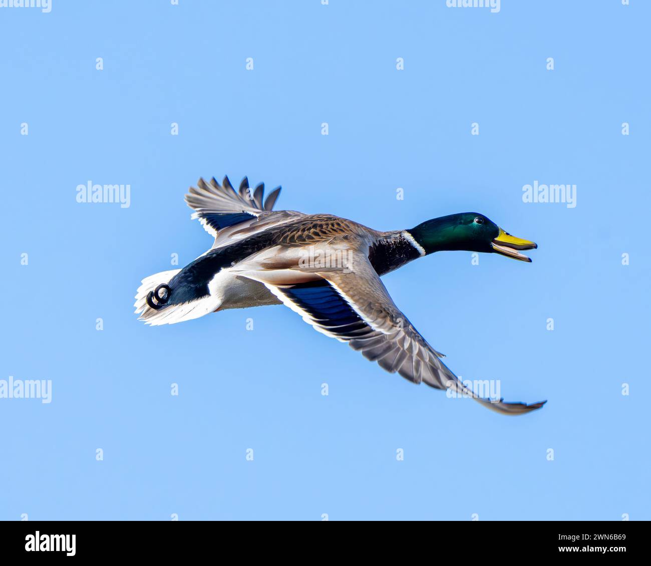 Common mallard duck flying hi-res stock photography and images - Alamy
