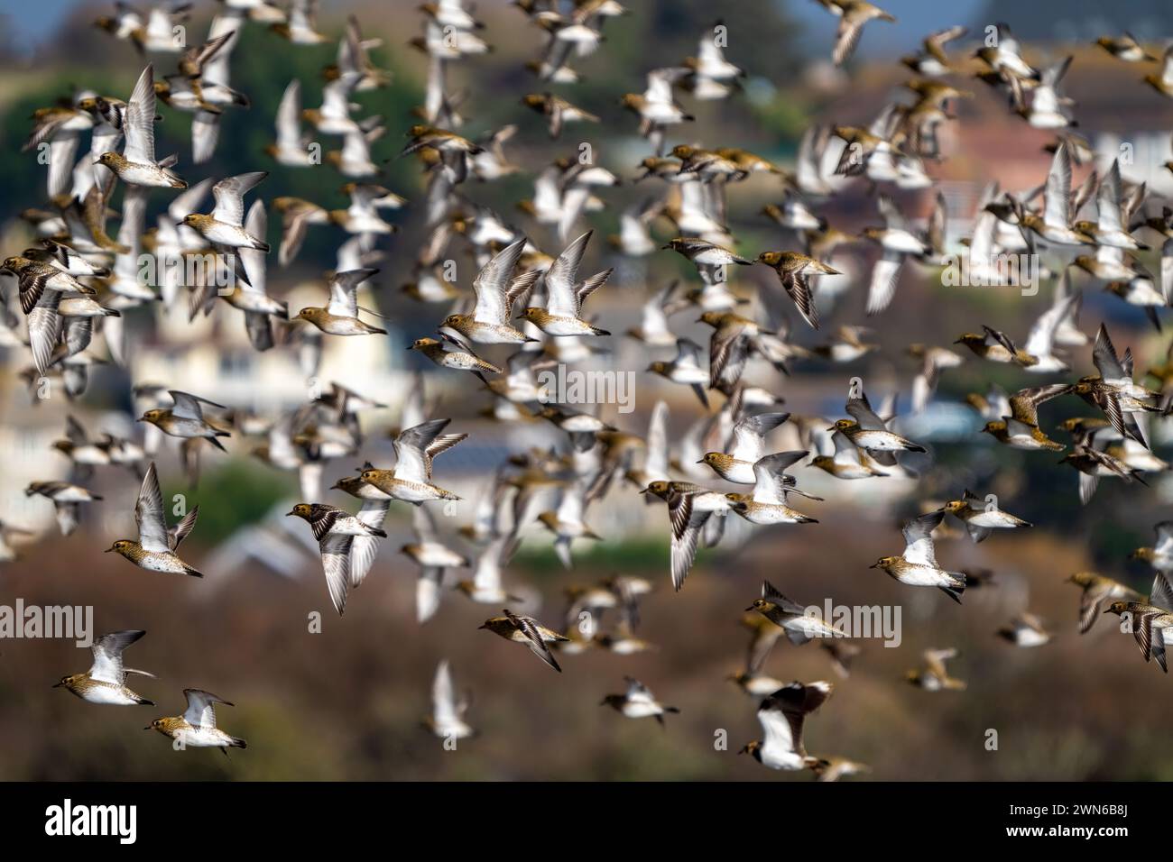Flock of Golden Plovers Stock Photo - Alamy
