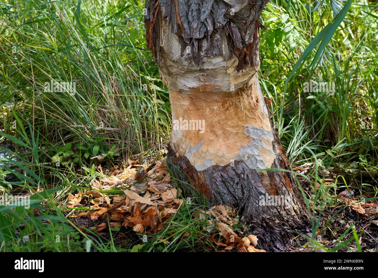 Tree trunk gnawed by beaver with wood chips lying around Stock Photo ...