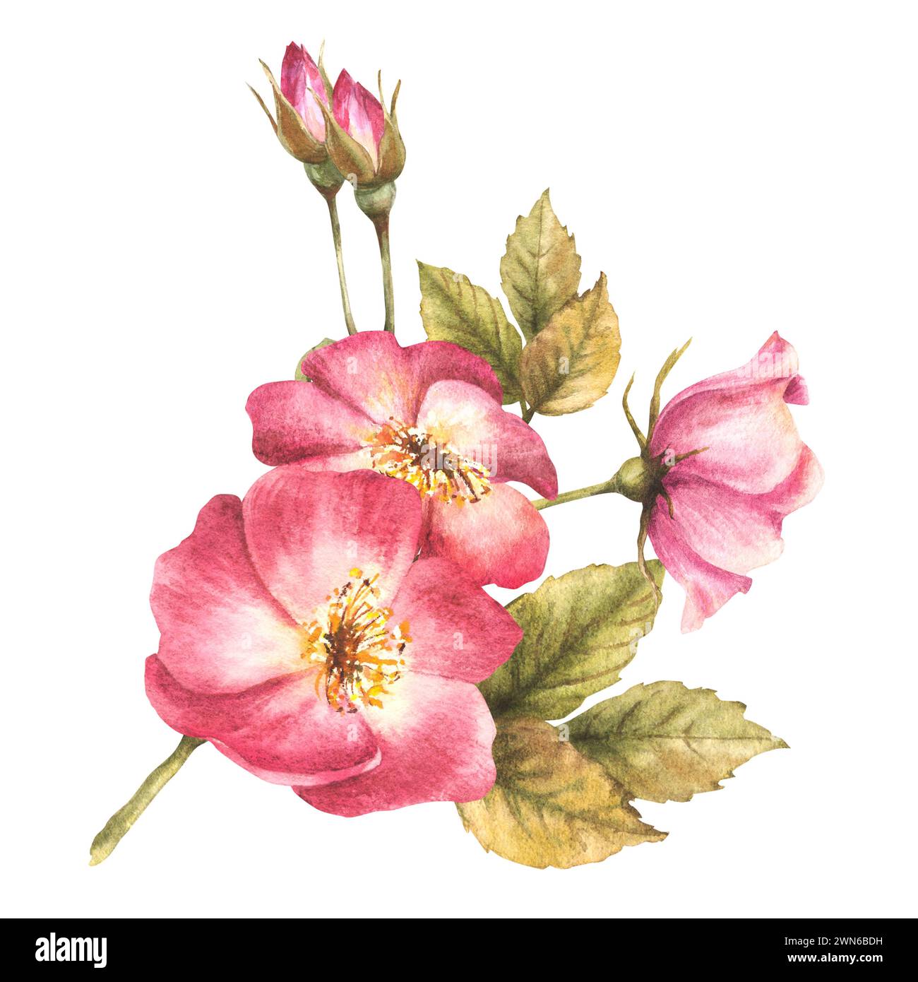 Watercolor pink wild rose hip branch with buds and flowers, dog or ...