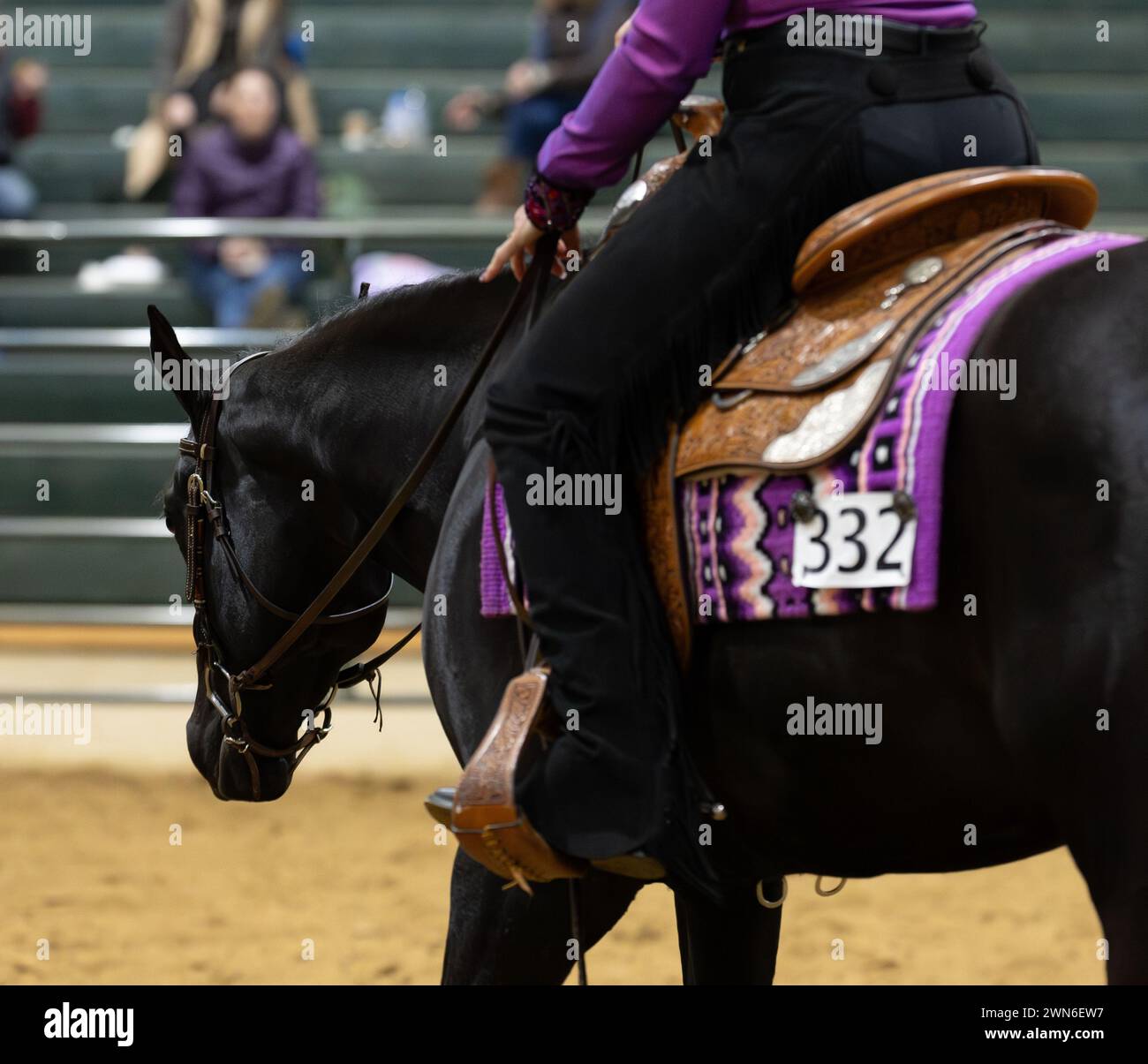 American quarter horse show hi-res stock photography and images - Alamy