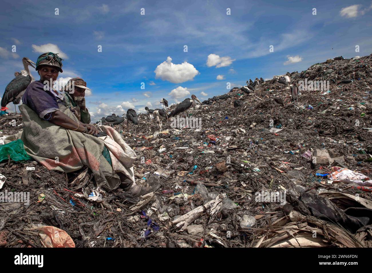 Nairobi, KENYA. 28th Feb, 2024. Waste collectors and Marabou Stock ...