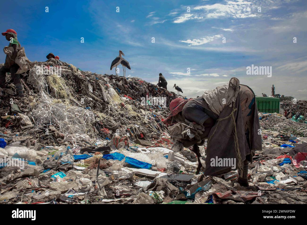 Nairobi, KENYA. 28th Feb, 2024. Waste collectors and Marabou Stock ...