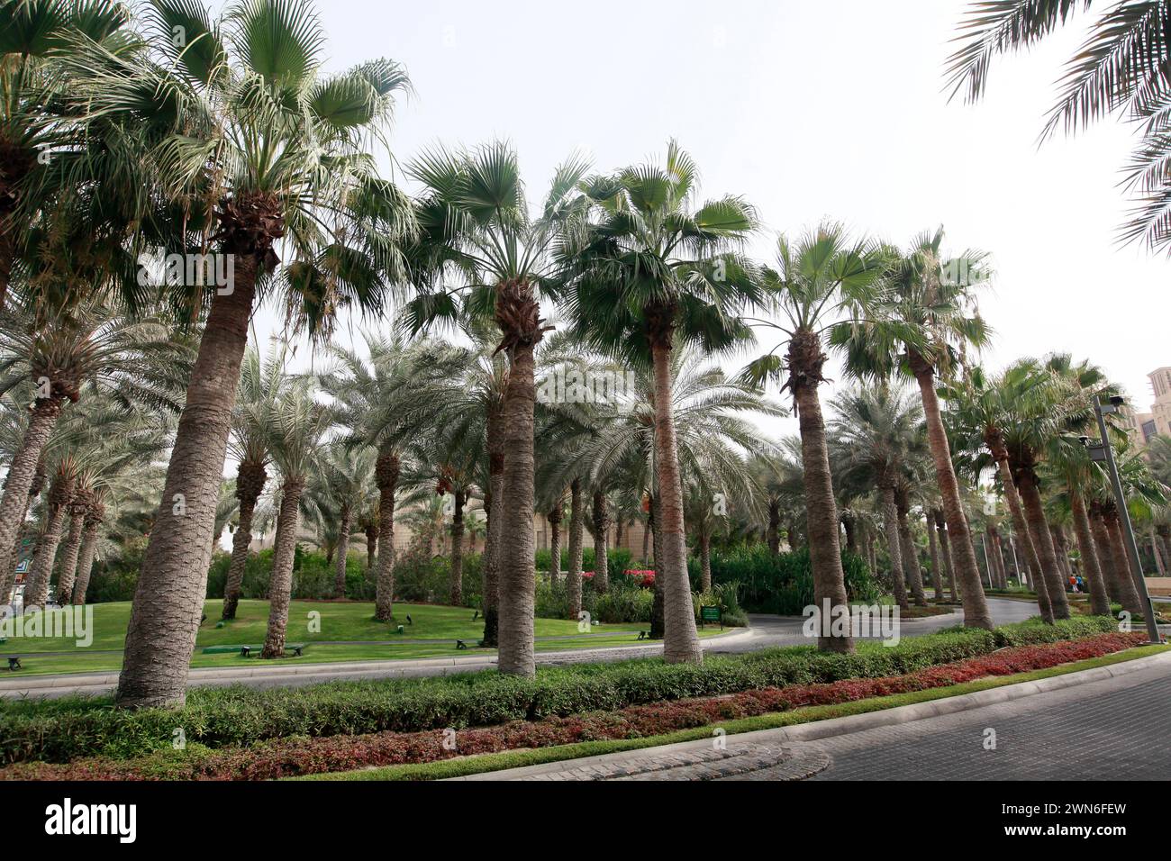 Beautiful park in middle dubai hi-res stock photography and images - Alamy