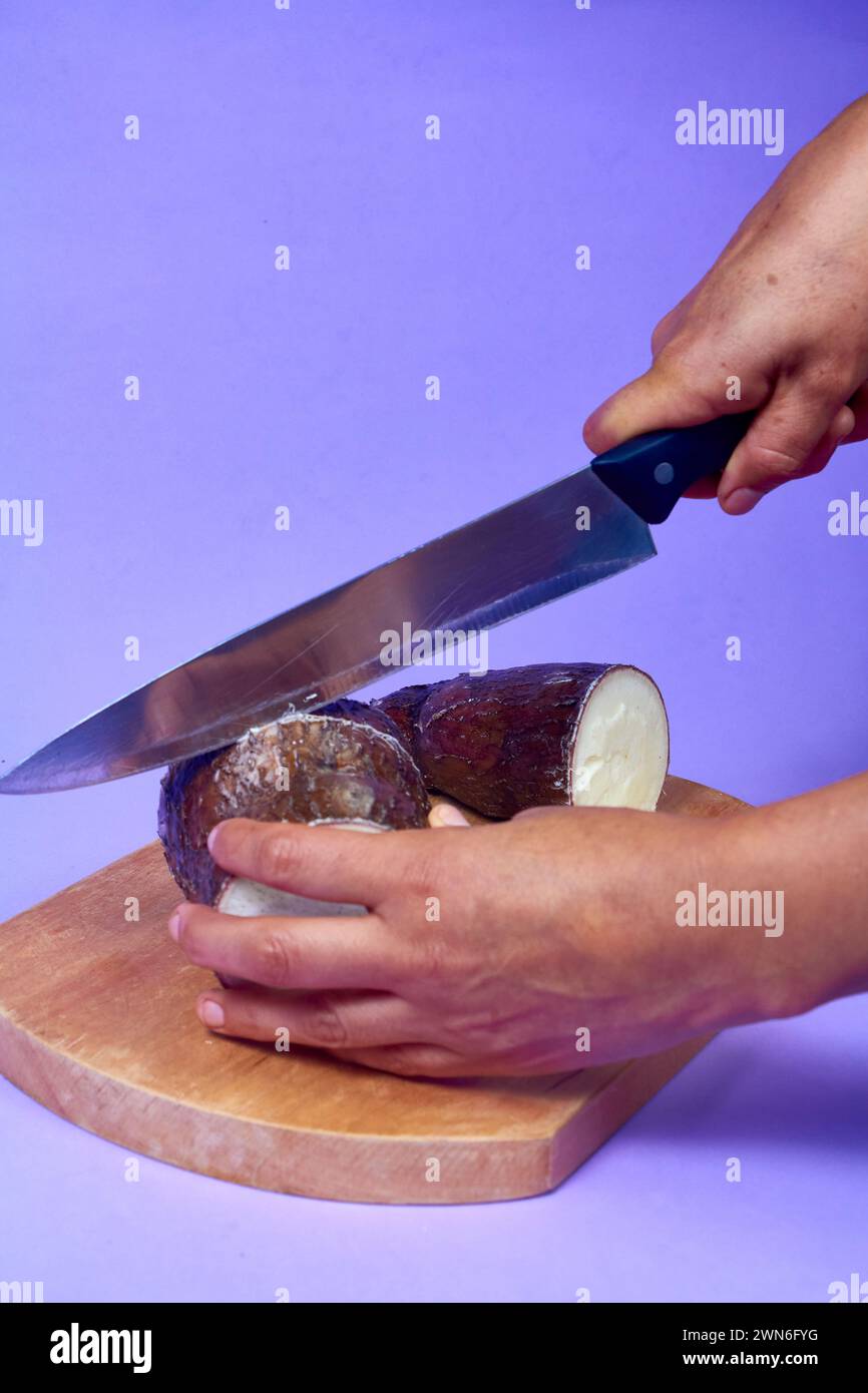 Fresh Organic Cassava Root, Manioc Esculenta, yuca On purple Background ...