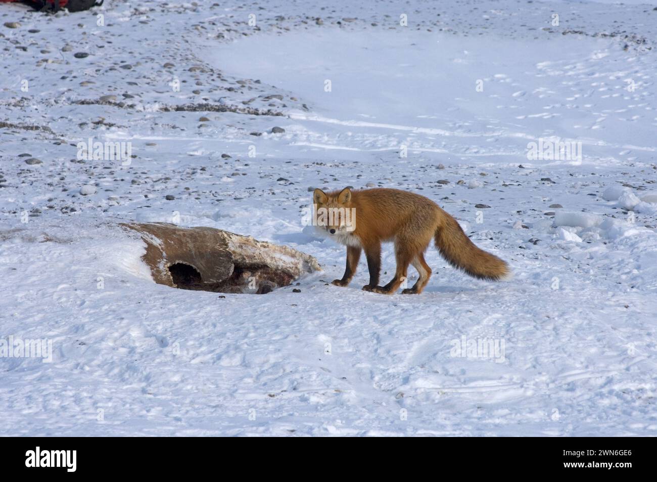 Cape Lisburne area red fox scavenging on walrus western corner of the ...