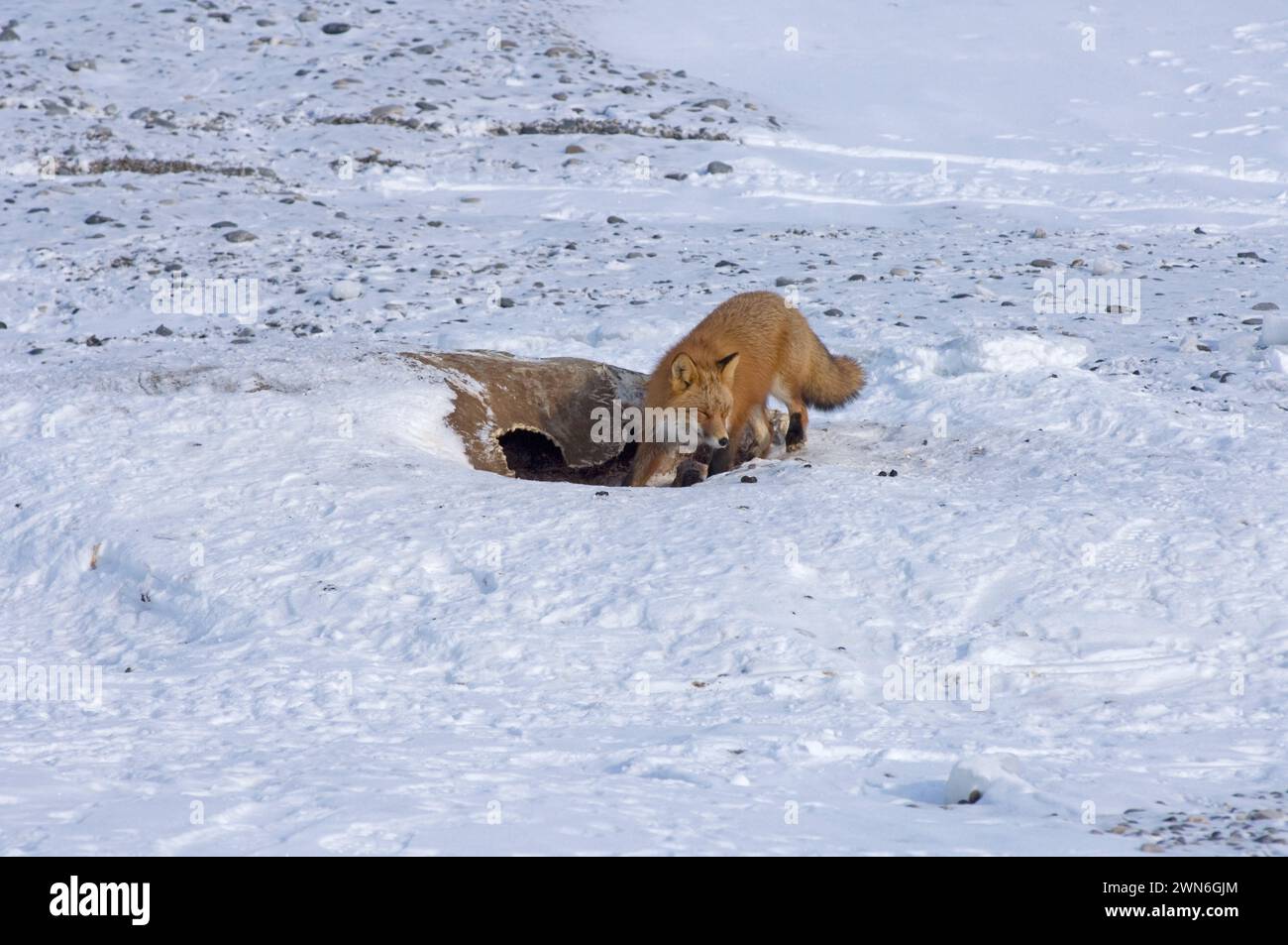 Cape Lisburne area red fox scavenging on walrus western corner of the ...